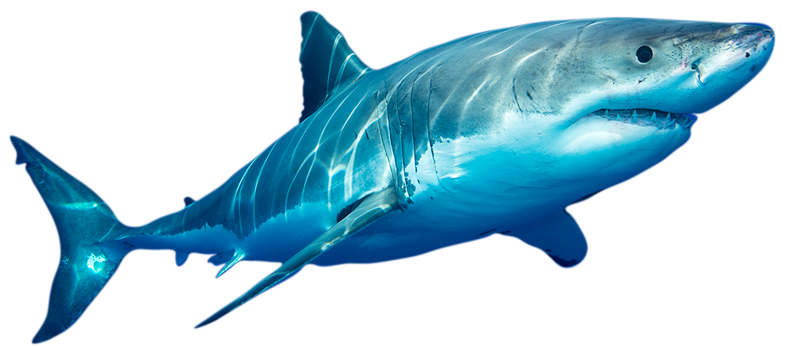 What’s the Shark Equivalent of Burning Man? | STANFORD magazine